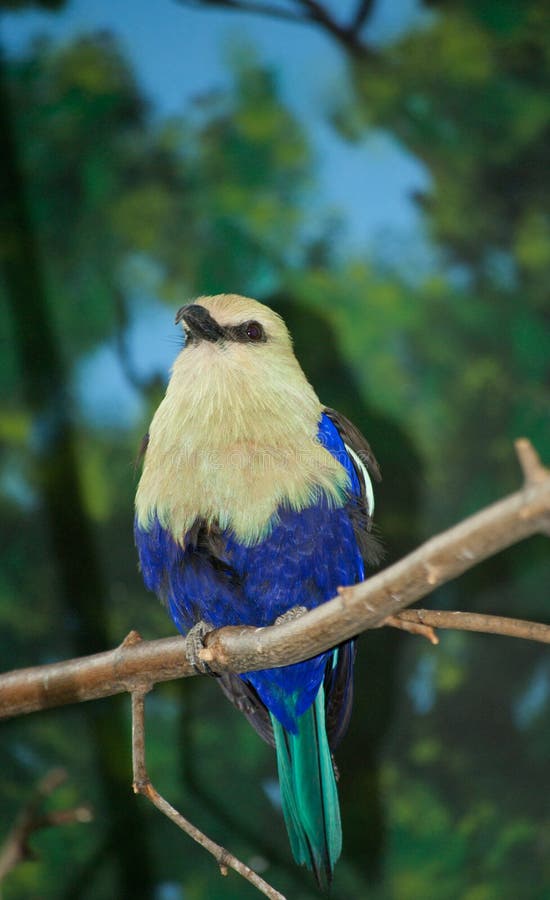 Regal Bird stock image. Image of european, feather, twig - 32946901
