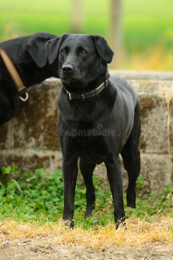 Regal Black Labrador stock photo. Image of pets, regal - 93230246