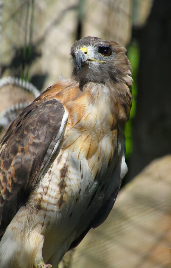Regal Looking Red-Tailed Hawk 2 - Buteo Jamaicensis Stock Image - Image ...