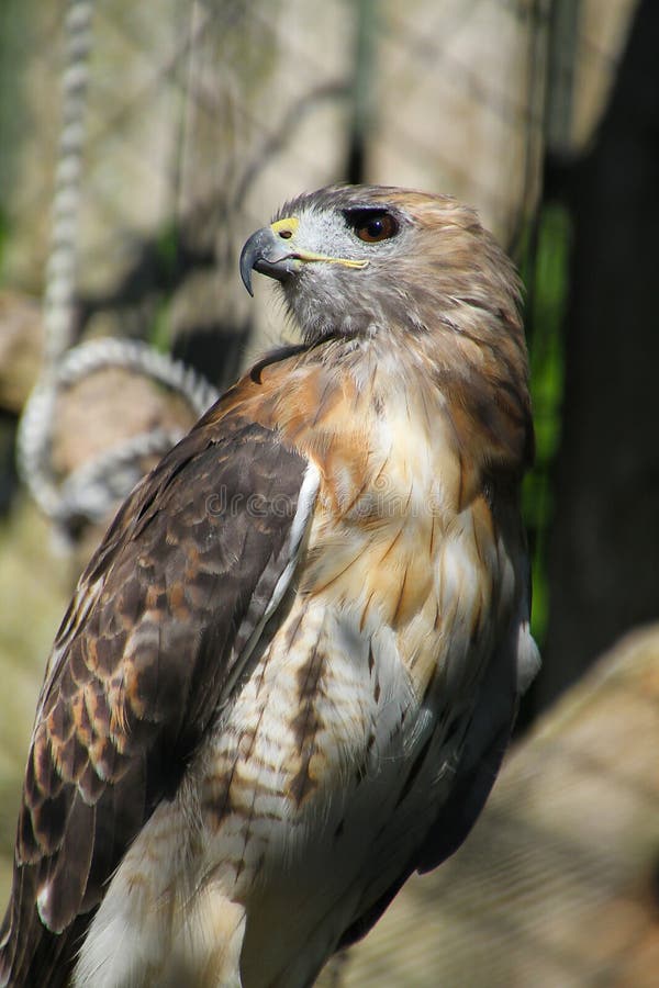 Regal Looking Red-Tailed Hawk - Buteo Jamaicensis Stock Photo - Image ...