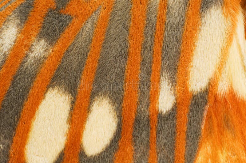 Regal Moth wing close-up stock image. Image of wing, closeup - 2848569