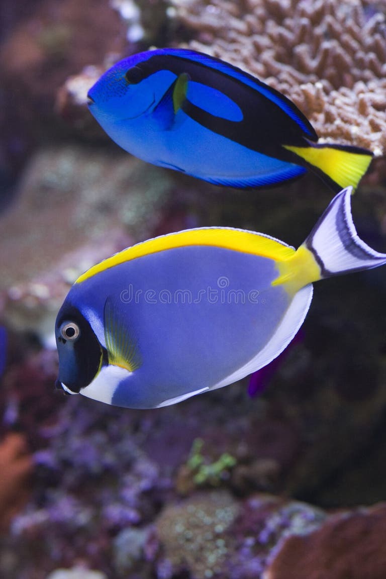 539 Regal Tang Stock Photos - Free & Royalty-Free Stock Photos from ...