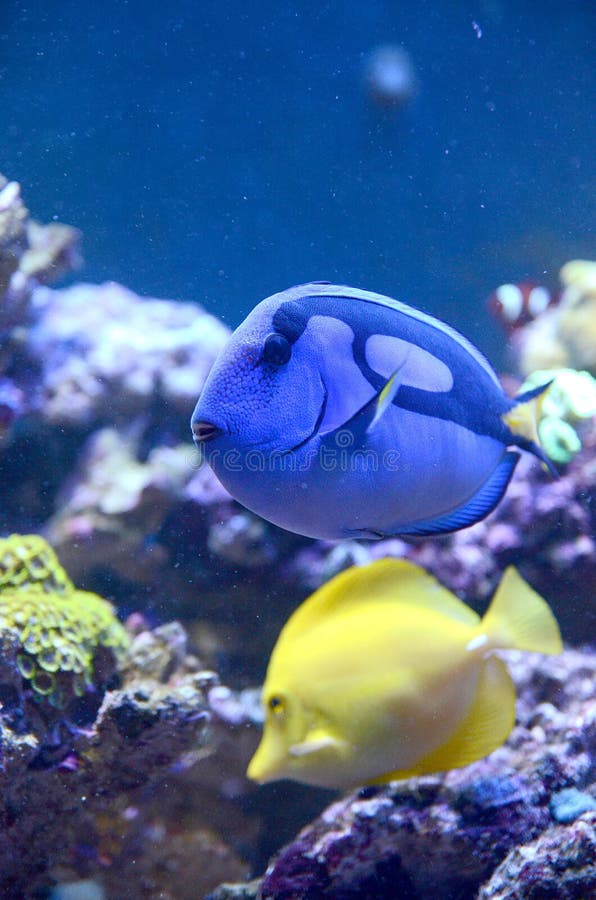 The Regal and Yellow Tang stock photo. Image of pacific - 30457046