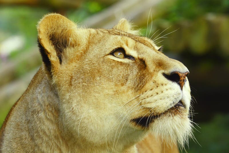 Lion photo stock. Image du animal, lion, safari, lionne - 3069540