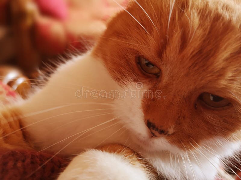 Regard rouge de chat image stock. Image du maison, chat - 141847753