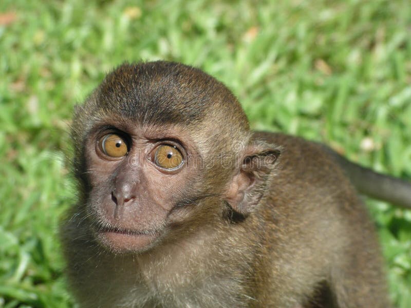 Expression Comique De Singe Photo stock - Image du tailed, faune: 933726