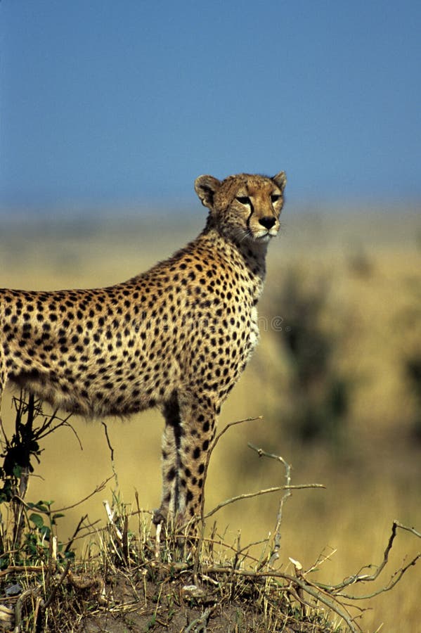 Guepard Photos Stock - Téléchargez 11,268 Photos libres de droits