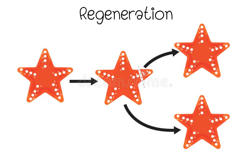 Regeneration Of Starfish