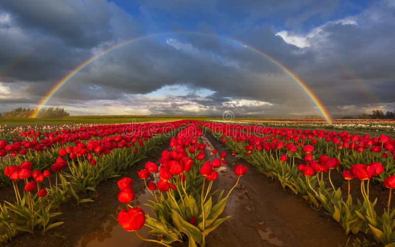Regenbogen-Tulpe-Feld stockbild. Bild von tulpe, feld, regenbogen - 875253