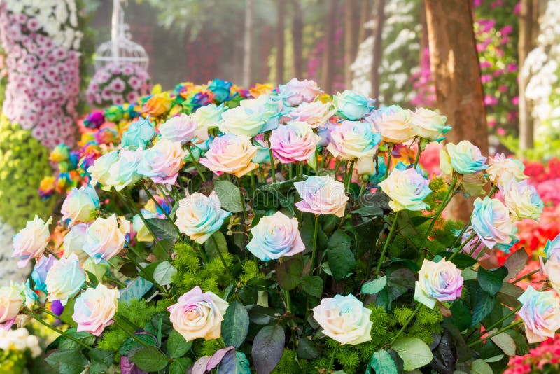 Regenbogen-Rosen stockbild. Bild von mehrfarbig, orange - 65114009