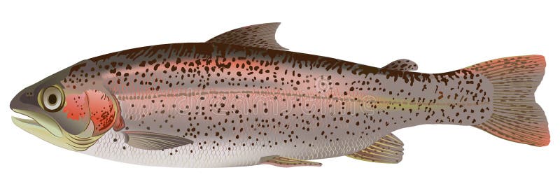 Springende Forelle vektor abbildung. Illustration von flosse - 13179222