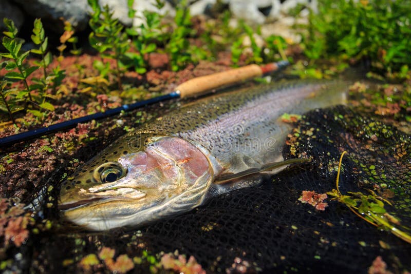 De forel van de regenboog stock foto. Image of regenboog - 7718750