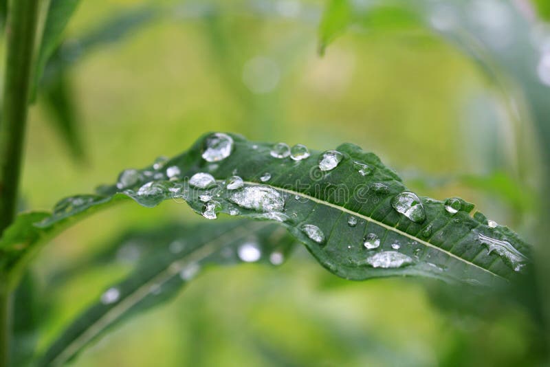Regendruppels stock foto. Image of bladen, vochtigheid - 39755568