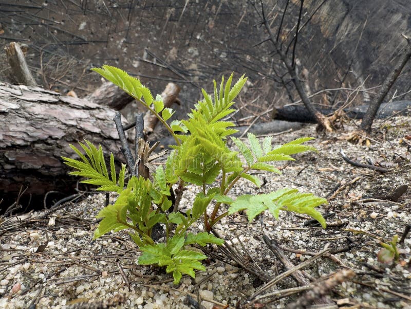 Regenerating Forest after Devastating Fire Stock Photo - Image of park ...