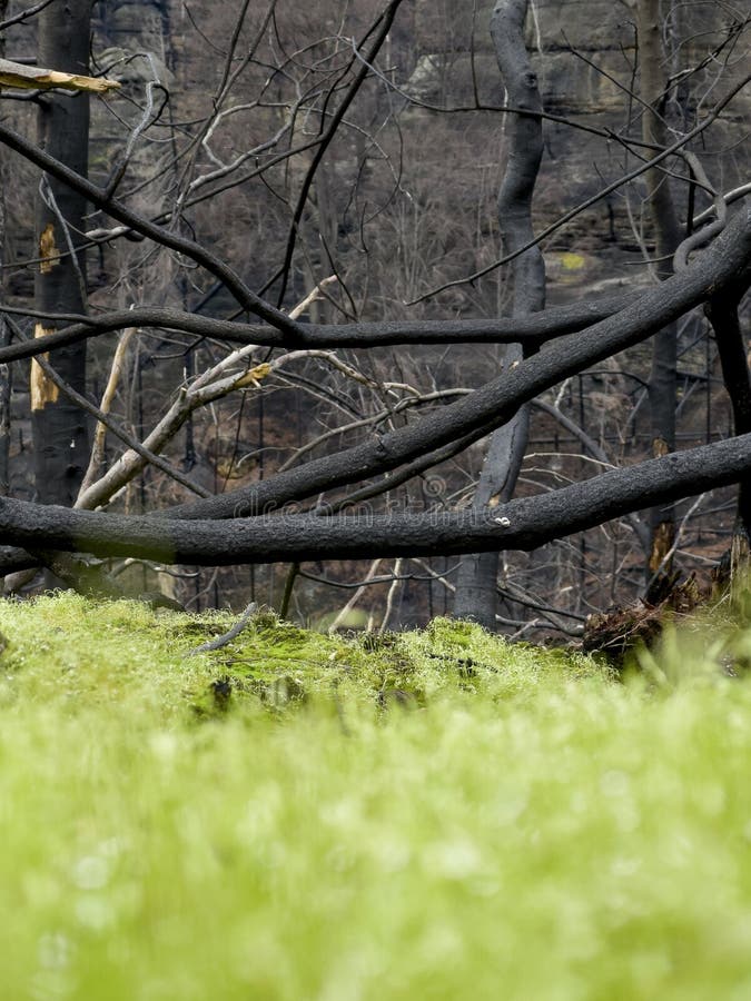 Regenerating Forest after Devastating Fire Stock Photo - Image of ...