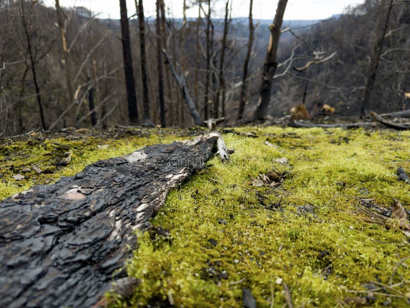 Regenerating Forest after Devastating Fire Stock Image - Image of beech ...