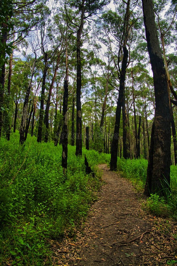 Regenerating Forest after a Devastating Fire Stock Image - Image of ...