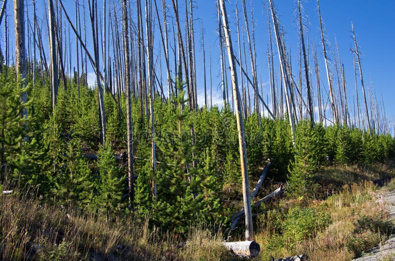 Regeneration stock photo. Image of regeneration, national - 34407044