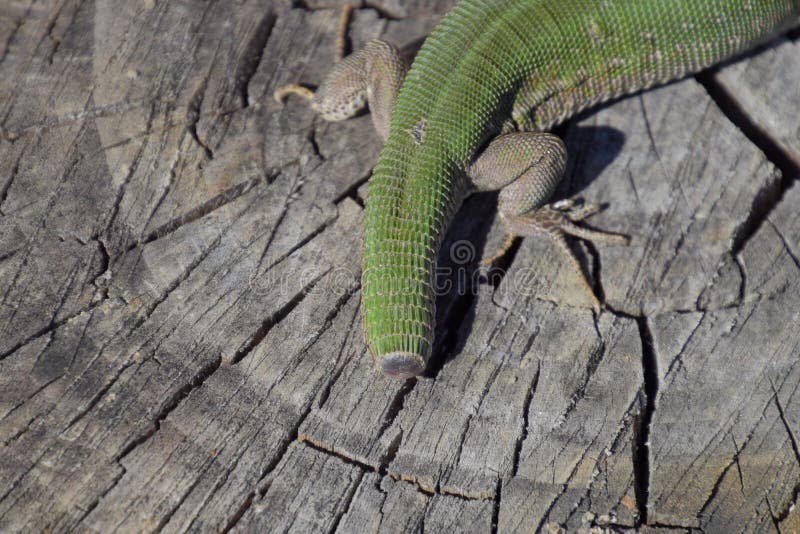 Regeneration of the Lizard S Tail. an Ordinary Quick Green Lizard ...