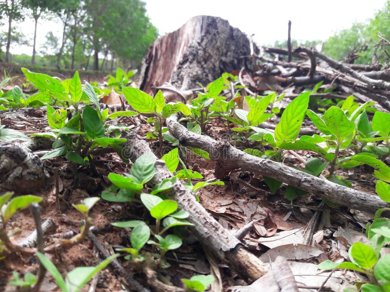 Regeneration the plant stock image. Image of food, vegetation - 185890937