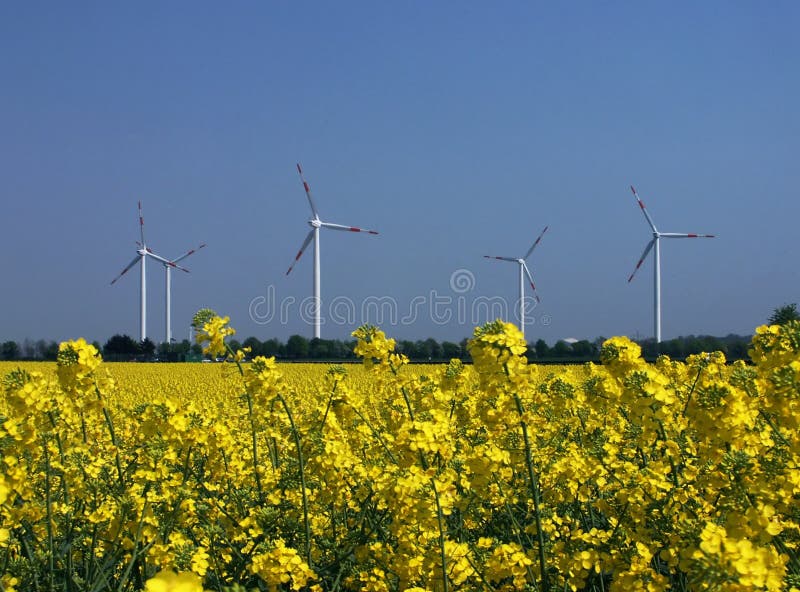 Regenerative Energy Sources, Colza and Wind Stock Image - Image of ...