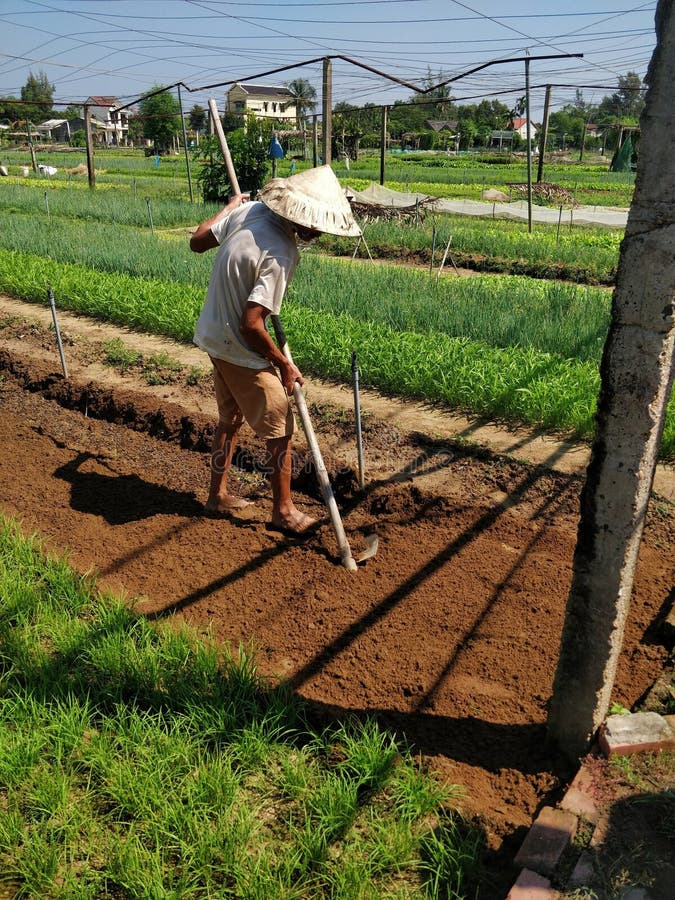 Regenerative Traditional Herb and Vegetable Farmer Stock Photo - Image ...