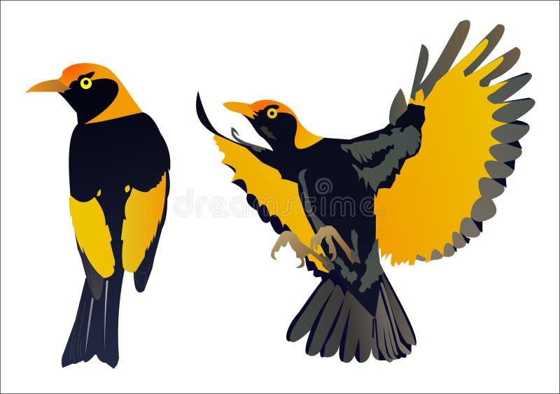 Regent Bowerbird stock vector. Illustration of face - 121934625