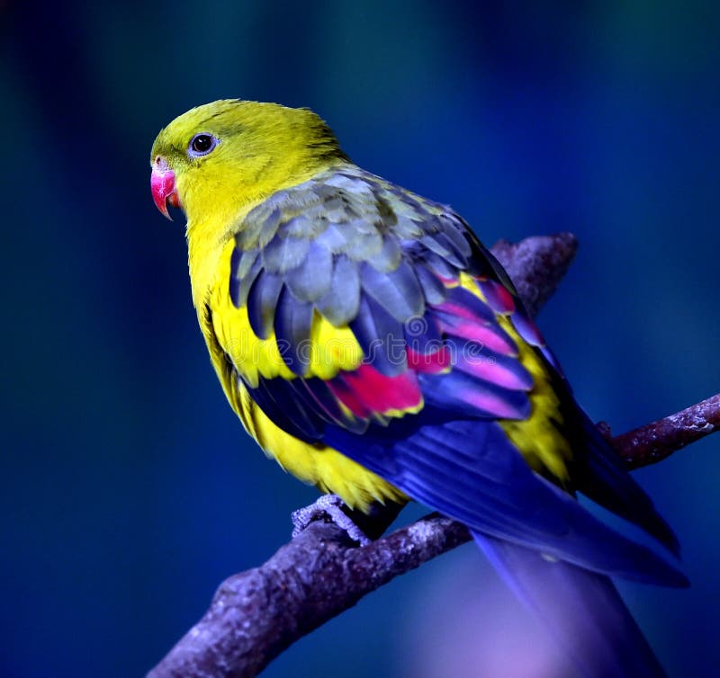 Regent Parrot stock foto. Image of illustraties, dieren - 63636788