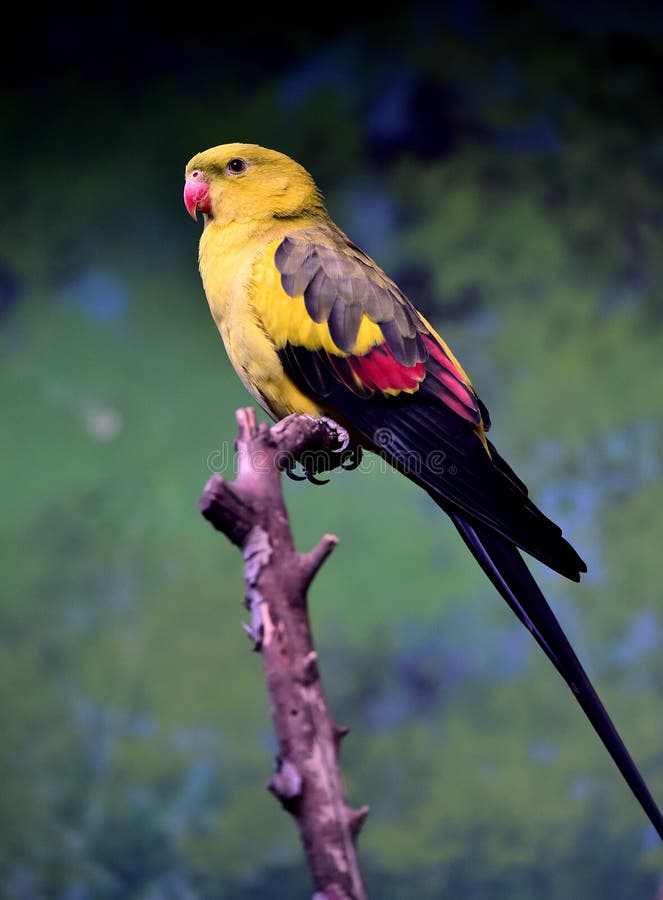 Regent Parrot stock image. Image of cute, feeder, regent - 920057