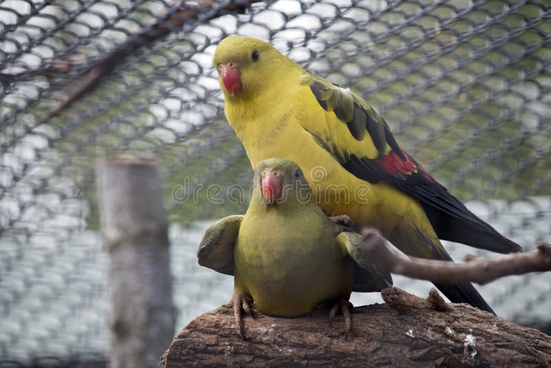 Regent parrots stock image. Image of kissing, brown - 101832117