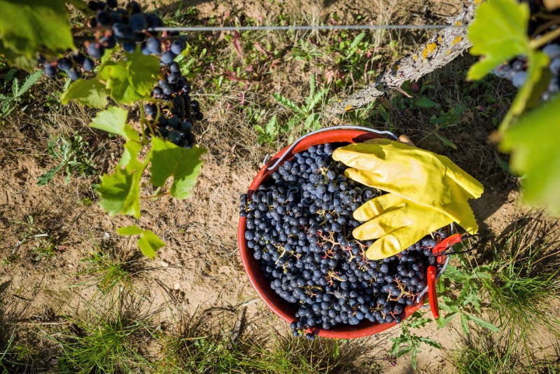 Regent wine grapes stock image. Image of ripe, branch - 158883403