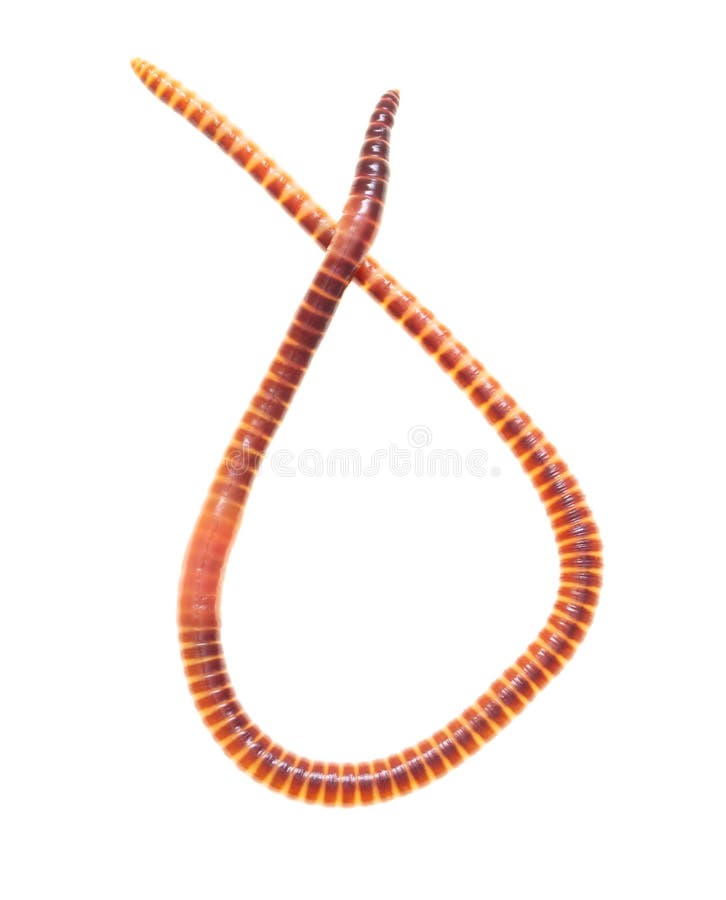 Regenworm Tegen Een Witte Achtergrond Stock Foto - Image of lang ...