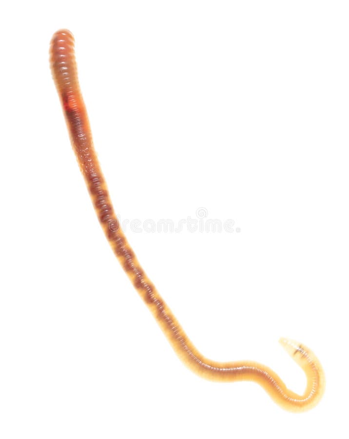 Regenworm Tegen Een Witte Achtergrond Stock Foto - Image of regenworm ...