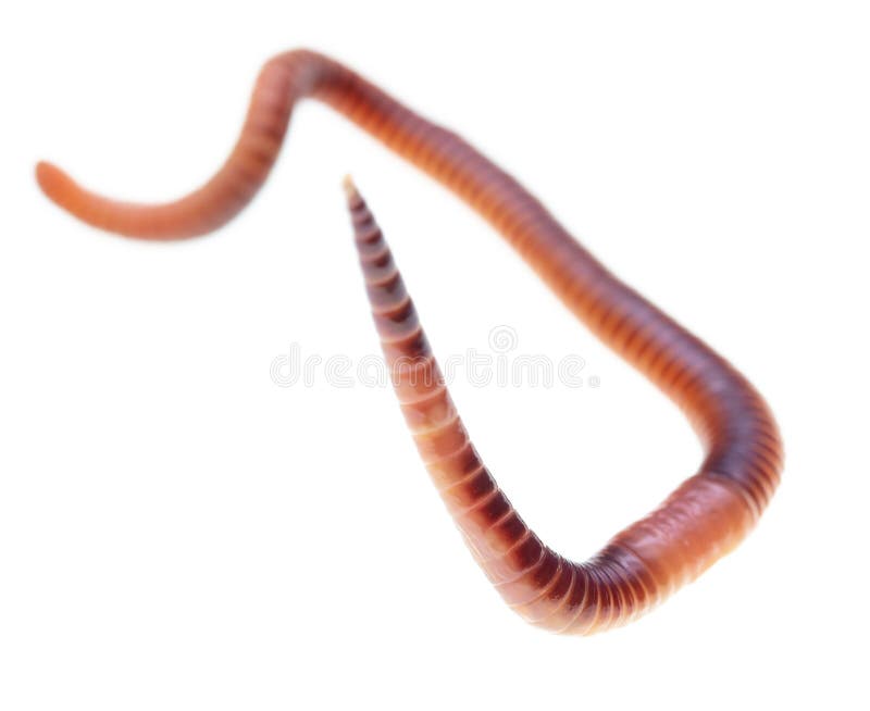Regenworm Tegen Een Witte Achtergrond Stock Foto - Image of regenworm ...