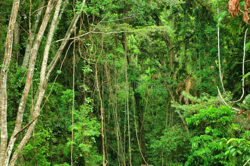 Regenwoud stock afbeelding. Image of mooi, helder, schoonheid - 28490411
