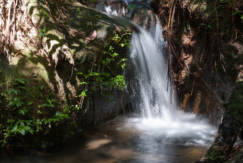 Regenwoud stock afbeelding. Image of niemand, vermaak - 50866911