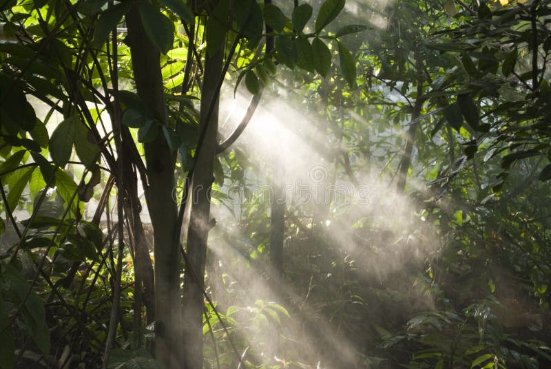 Regenwoud stock foto. Image of boom, blad, brunches, straal - 7414598