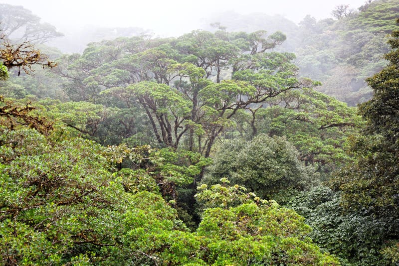 Regenwoud, Costa Rica stock foto. Image of wildernis - 24229396