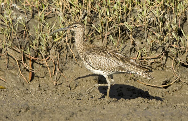 Eurasian Wimbrel Stock Photos - Free & Royalty-Free Stock Photos from ...