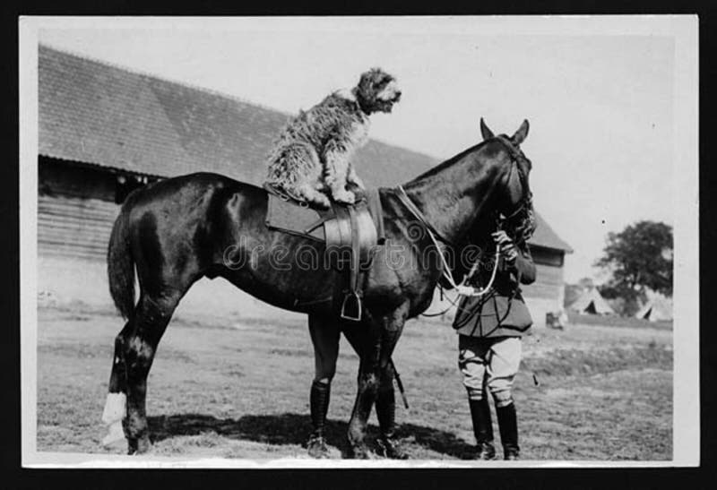 Regimental Pet of a Battalion of the Staffordshire Regiment Stock Photo ...