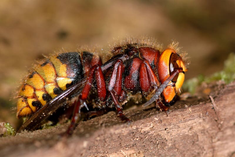 Regina Del Calabrone (crabro Della Vespa) Fotografia Stock - Immagine ...