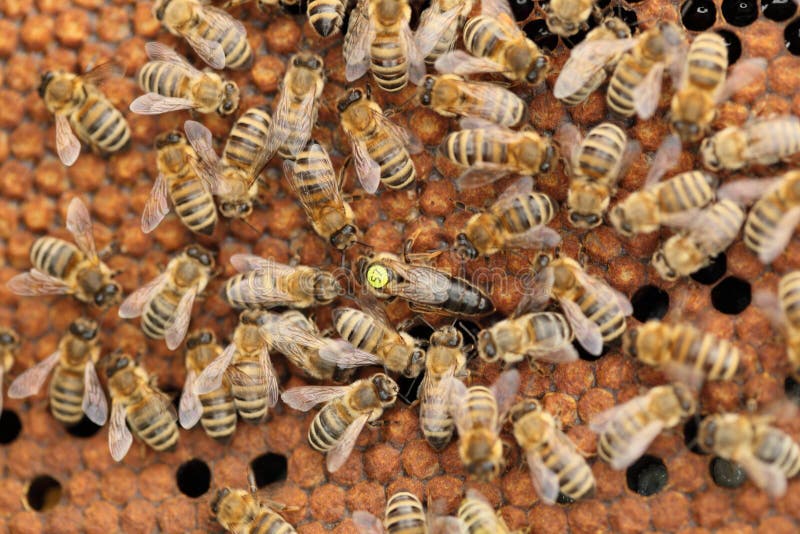 Ape Regina Italiana Nel Centro Delle Api Operaie Che Fanno Le Uova in ...