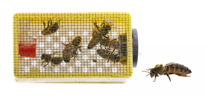 Regina Madre Dell'ape E Operaio Dell'ape E Del Fuco - Tre Tipi Di Api ...