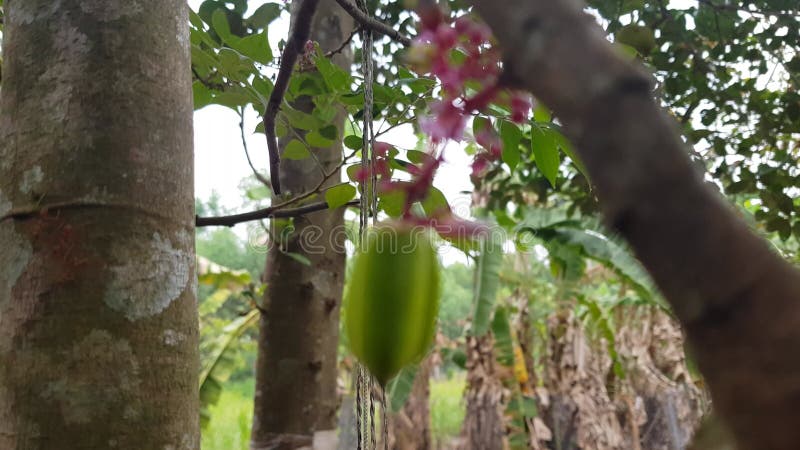 Regional Specialties, Sour Star Fruit, a Dish of the Vietnamese People ...