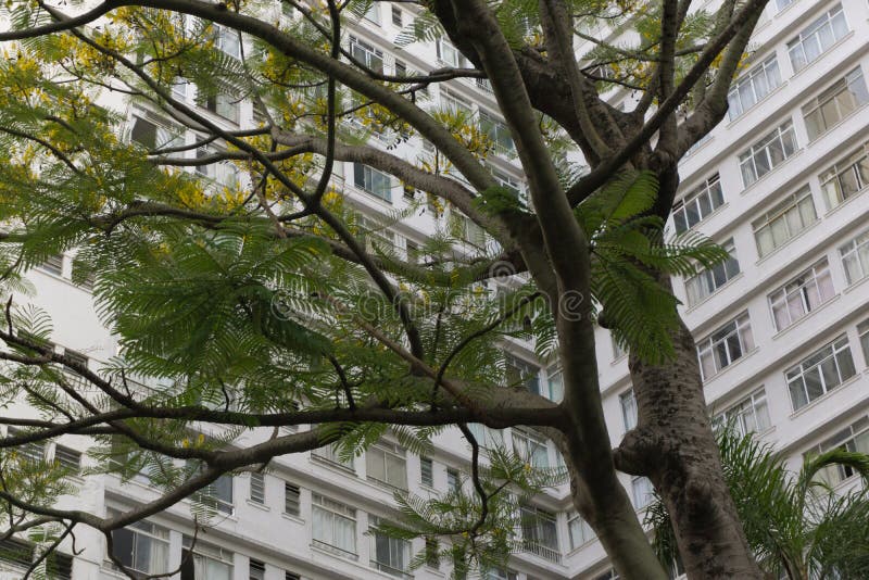 Branches and windows. stock image. Image of building - 104445229