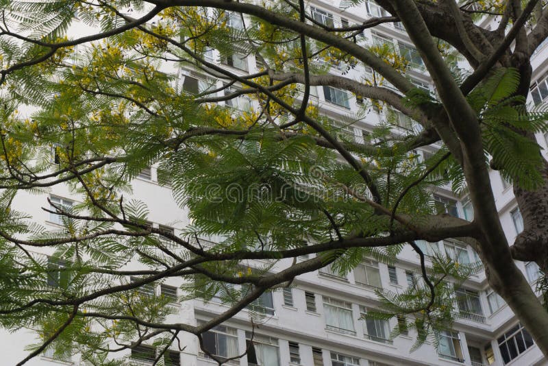Branches and windows. stock photo. Image of evening - 104445366