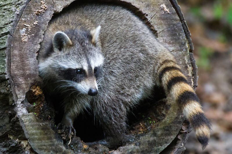 Registro del mapache foto de archivo. Imagen de cola - 56383046