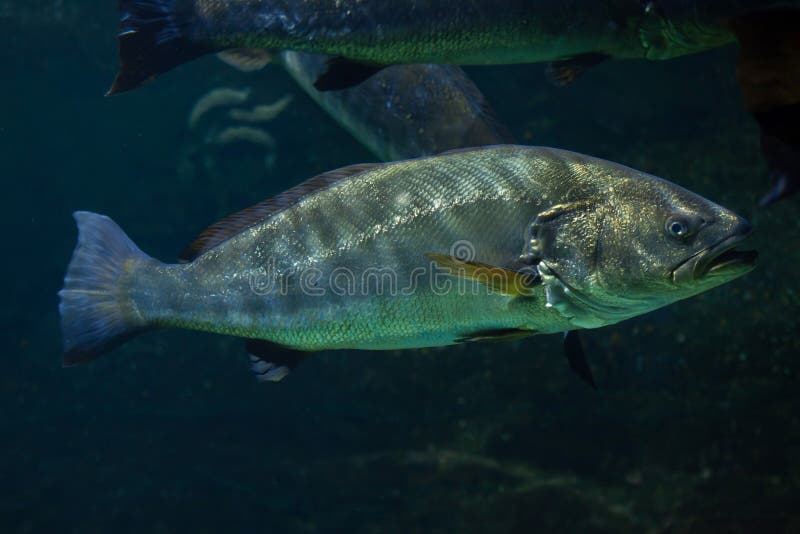 Mager Fisk Med Is I Fiskmarknad Arkivfoto - Bild av bifokal, angus ...