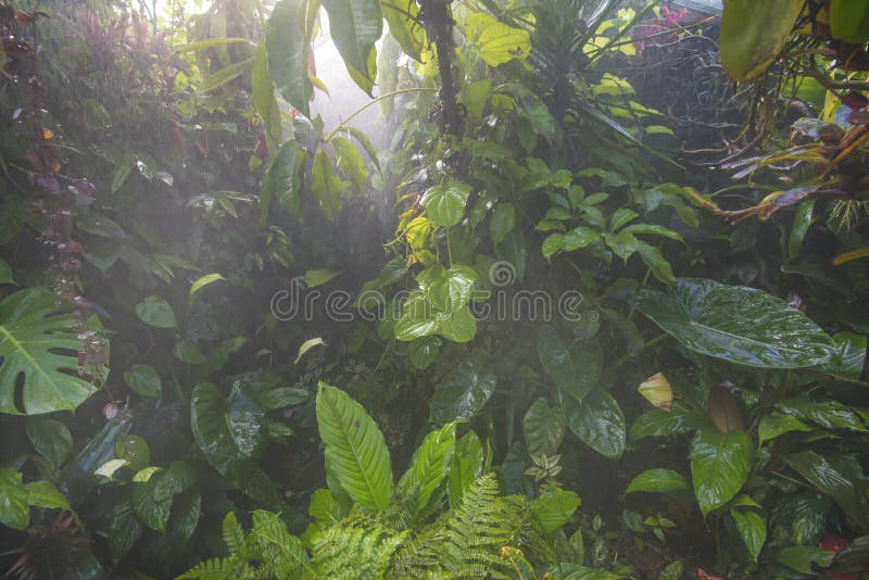 Regn I Tropisk Rainforestbakgrund Arkivfoto - Bild av skog, fern: 32934718