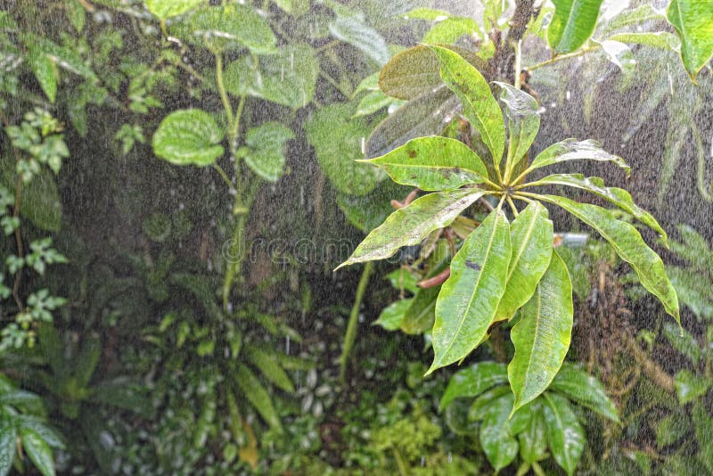 Regn I Tropisk Rainforestbakgrund Arkivfoto - Bild av växt, skog: 32934718